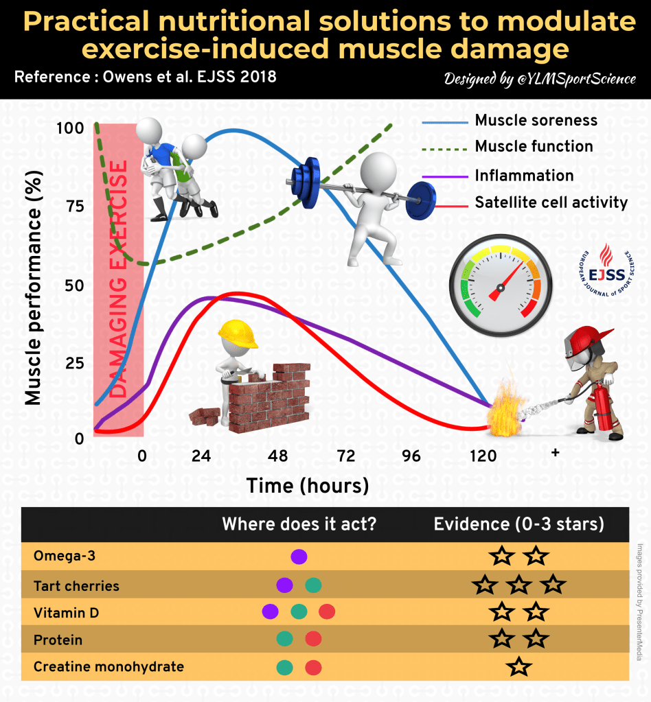 Practical nutritional solutions to modulate exercise-induced muscle damage – YLMSportScience