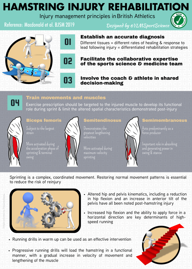 Hamstring injury rehabilitation: injury management principles in ...